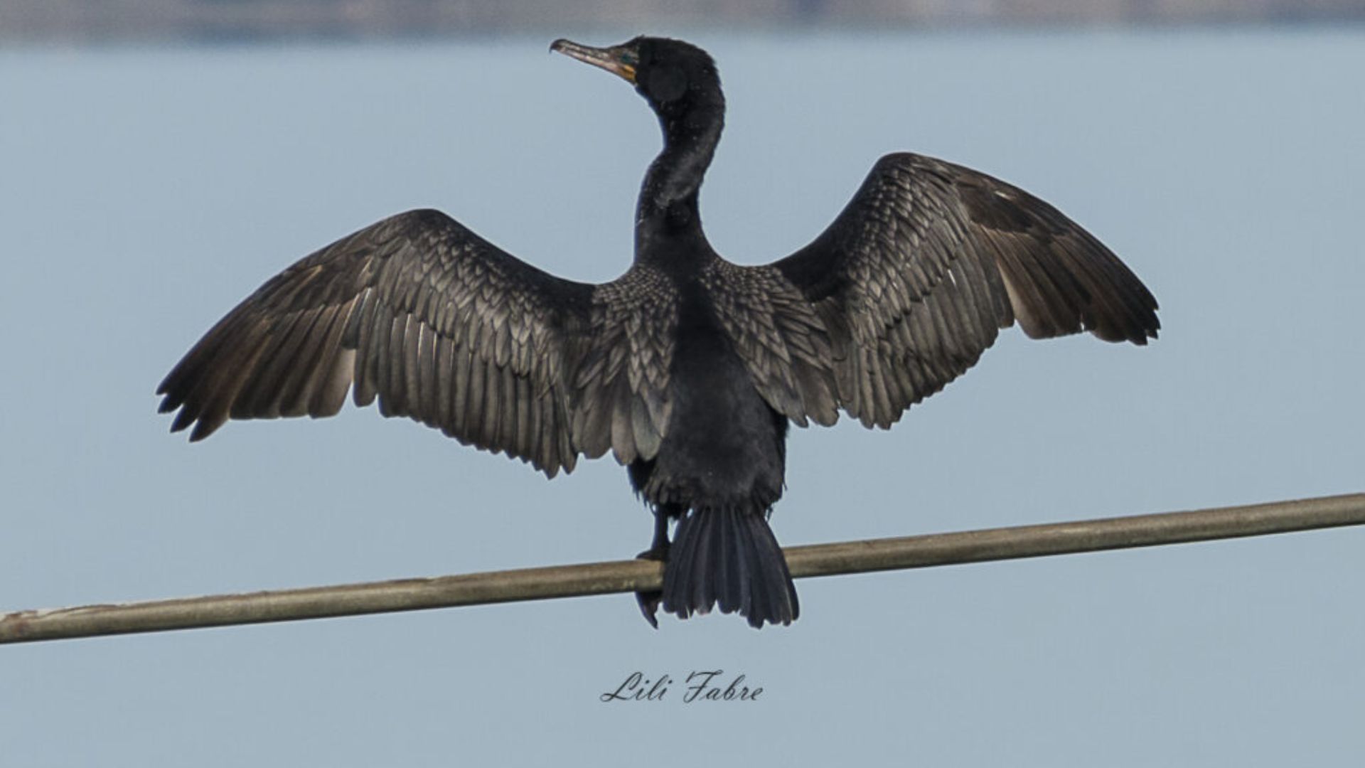 El Biguá: ave emblema de Chascomús - Guía Chascomús